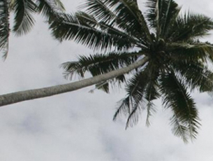 Man dies after falling from coconut tree