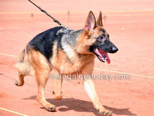Mangalore Today | Latest main news of mangalore, udupi - Page Canines ...