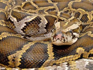 Mangalore Today | Latest main news of mangalore, udupi - Page Python ...