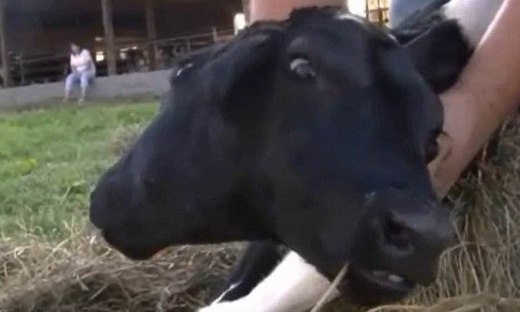 HOLY COW! Miracle calf born with TWO heads