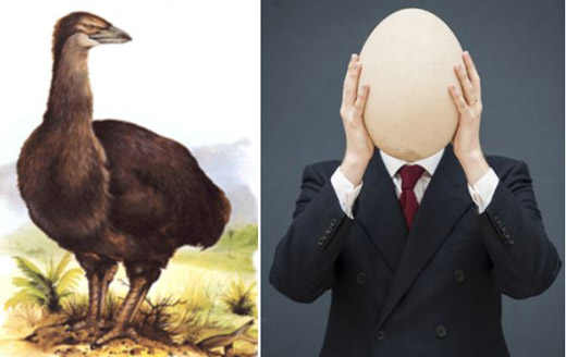 Elephant bird egg ONE HUNDRED times bigger than a hens egg goes on sale ...