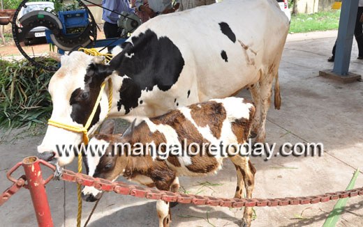 Mangalore Today | Latest main news of mangalore, udupi - Page Mangalore ...