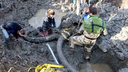 Michigan Farmer Digs Up Woolly Mammoth Bones in Soy Field