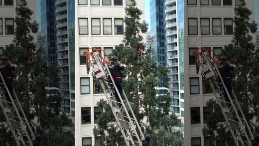 Pine Cone-Throwing Man Moons Cops Before Climbing Down 80-Foot Tree