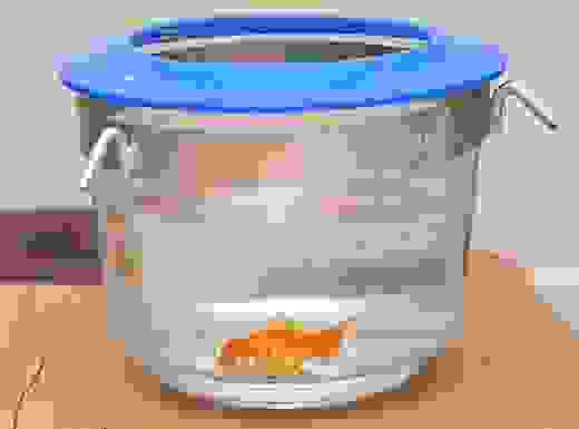 Man takes his pet GOLDFISH for walks using unique home-made contraption