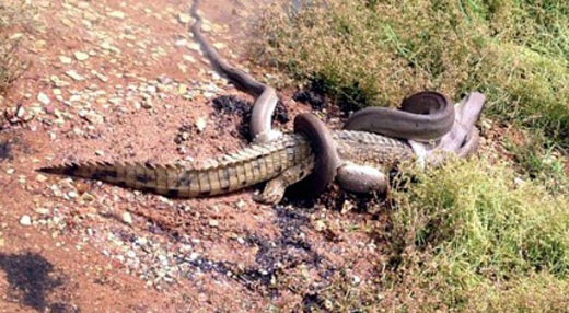 Watch a python kills and then swallows crocodile whole