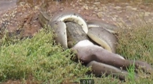 Watch a python kills and then swallows crocodile whole