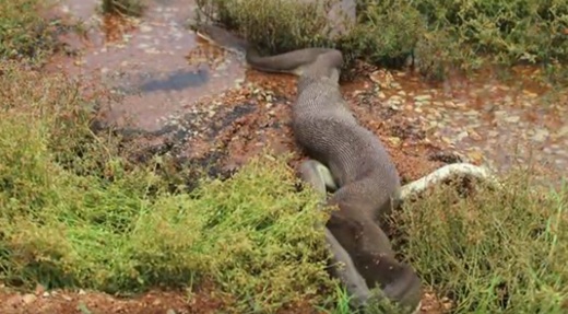 Watch a python kills and then swallows crocodile whole