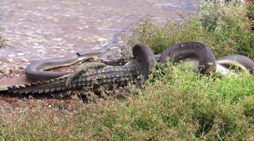 Watch a python kills and then swallows crocodile whole