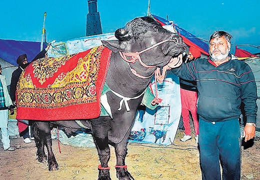 This super bull in Pajab is worth Rs.10 crore