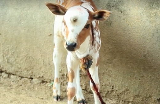 Three-eyed cow born in India is worshipped as reincarnation of Hindu ...