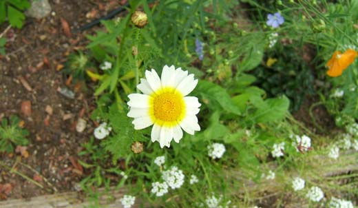 Mangalore Today | Latest main news of mangalore, udupi - Page Udupi-s ...