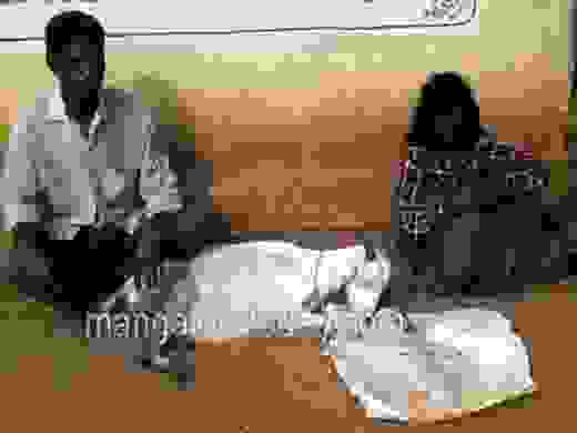 Goat gives birth to human like babies