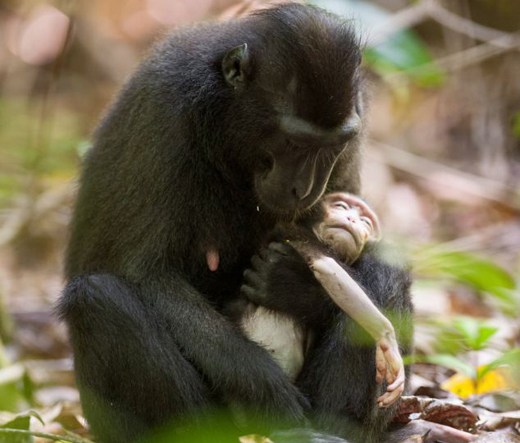 A mother’s sorrow: Macaque monkey spends days carrying her dead newborn ...