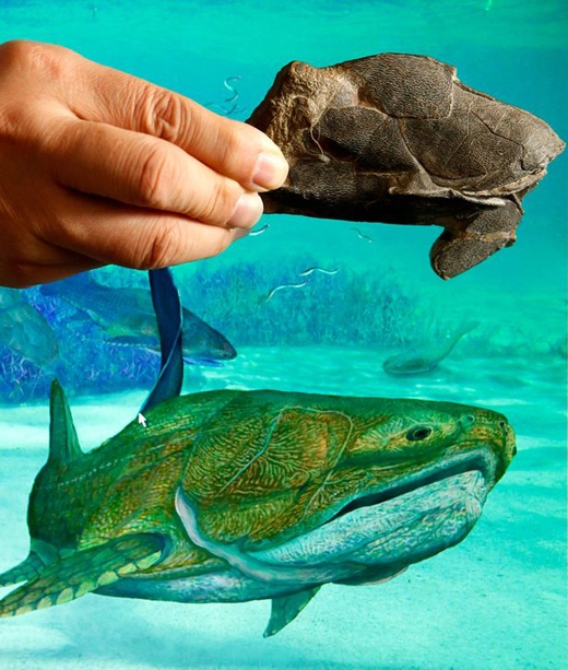 The world’s oldest face: Fossilised fish that’s 419 MILLION years old ...