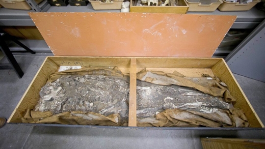 Museum to display 6,500-year-old human skeleton