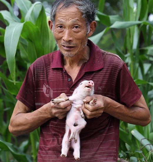 Chinese farmer shocked to discover four extra legs protruding from ...