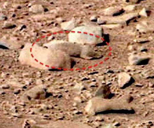 After Gorilla, NASA rover finds rat on Mars