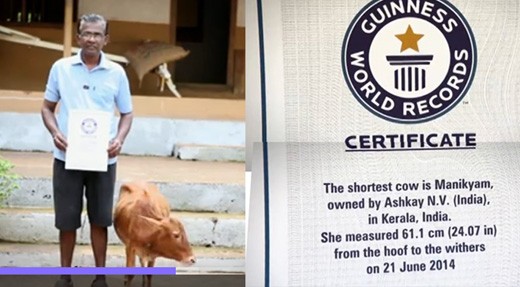 Guinness World Record: The World’s Shortest Cow from Kasargod, Kerala