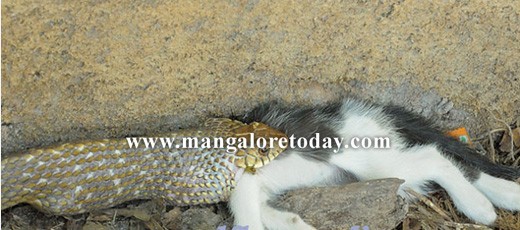 Mangalore Today | Latest main news of mangalore, udupi - Page A-snake ...