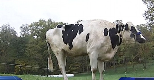 Blosom the pet cow who at 6ft 4in has been crowned the tallest in the world